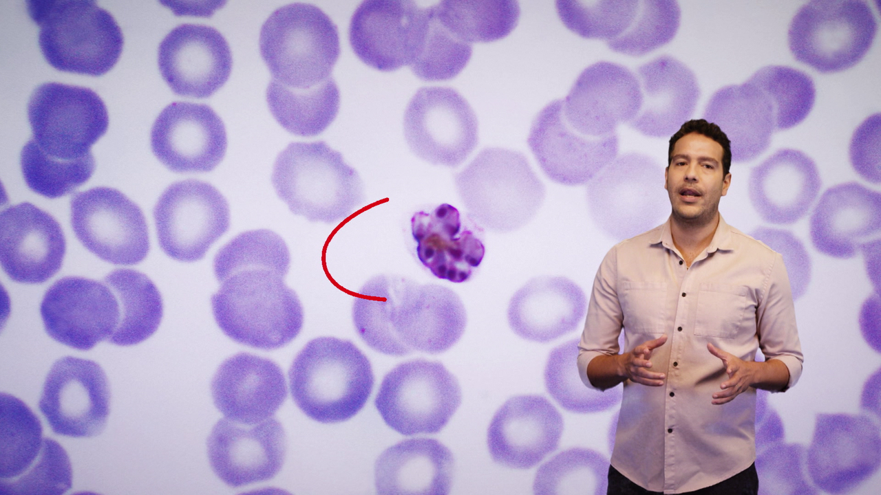 CANAL SAÚDE | Vídeo "Malária